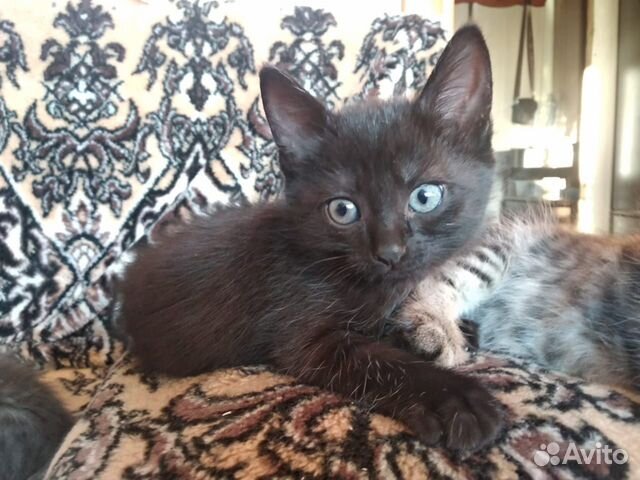 Котик мальчик в добрые руки