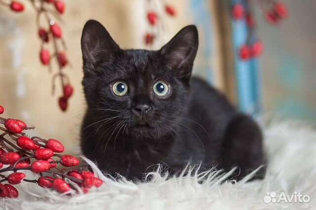 Львенок в добрые руки