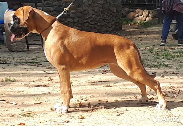 Боксера щенок рыжая расписная девочка