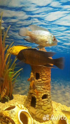 Цихлиды Каданго