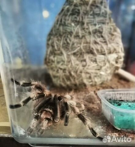 Продам паука птицееда Nhandu coloratovillosus