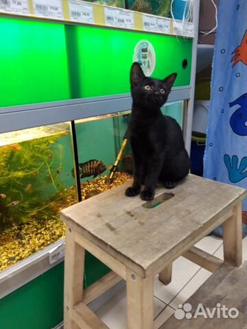 Кошечка Ориентальная