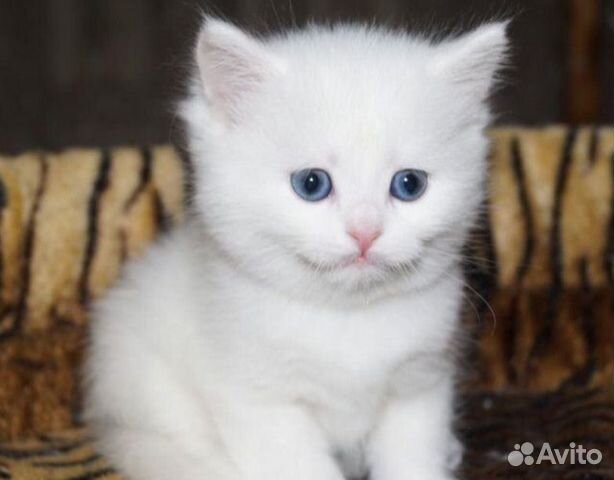 Британский кот