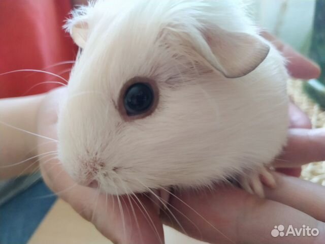 Девочка английский селф