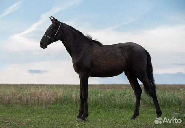 Aurea MS андалузская серая кобылка 1.5 года