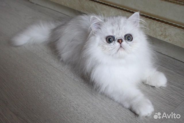 Котята персидской шиншиллы