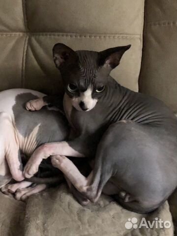 Пропал кот сфинкс