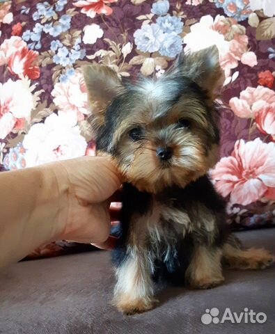 Йорки малютки