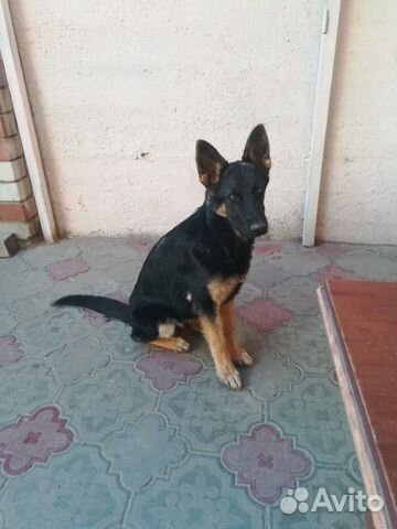 Немецкая овчарка