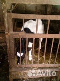 Телочка 2 недели