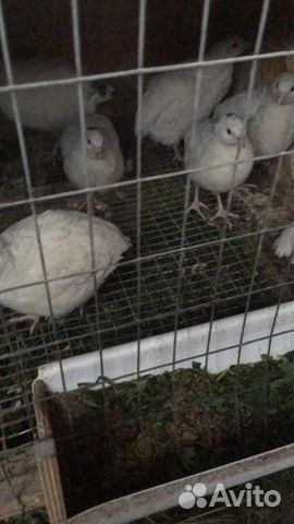 Перепелки 10 шт