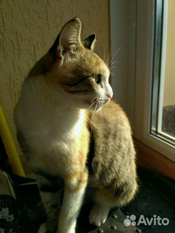 Кошечка