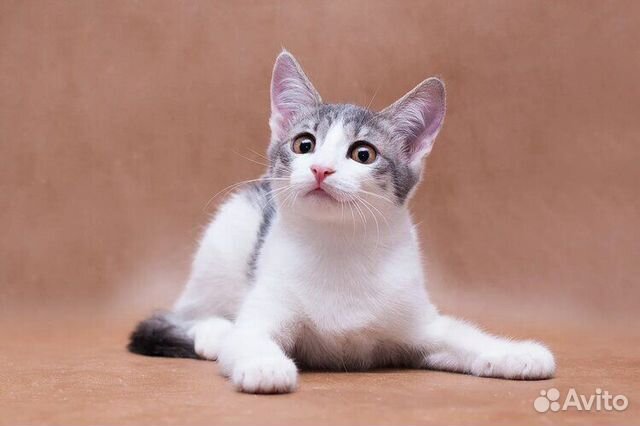 Котенок ищет дом