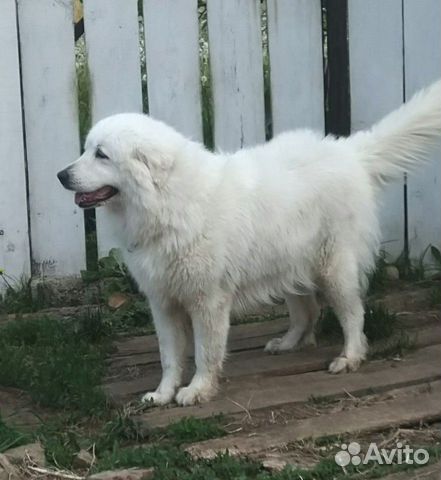 Щенки мареммы