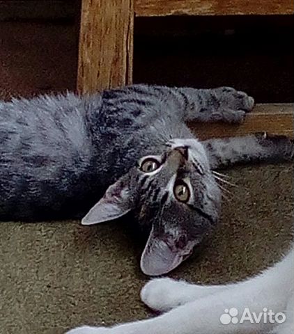 Красавица «шпротинка» в добрые руки