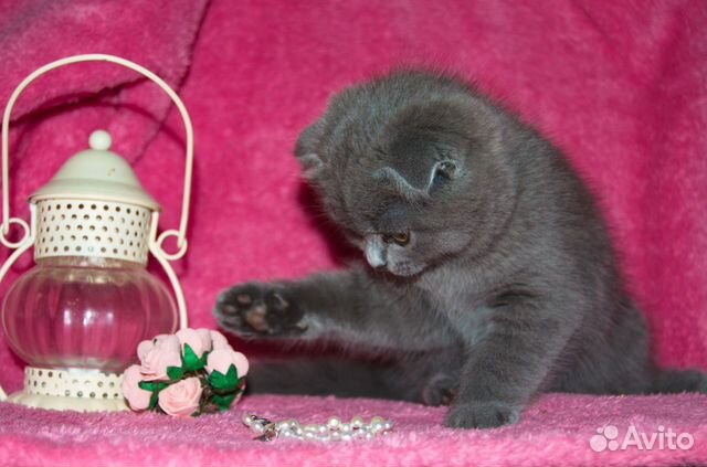 Шотландская вислоухая киса голубого окраса