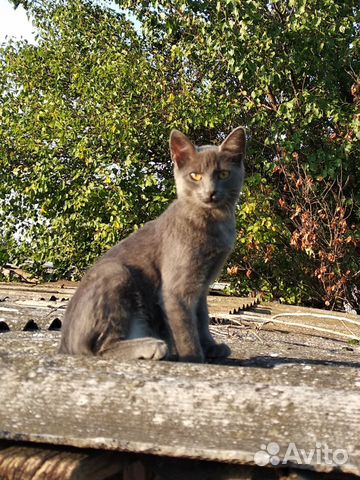 Котята ищут дом