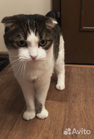 Шотландский кот в дар