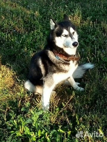 Девочка сибирская хаски красавица