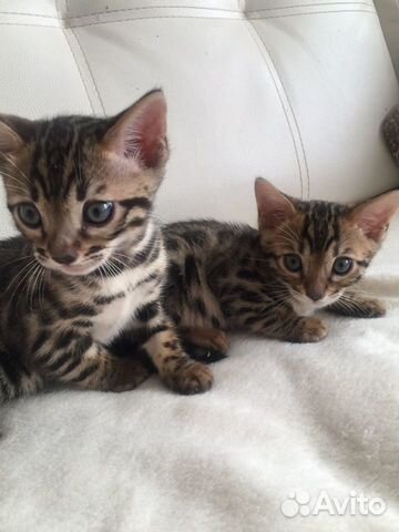 Чистокровные бенгалы мальчики