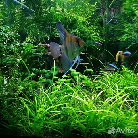 Аквариум- подводный мир в ваш дом