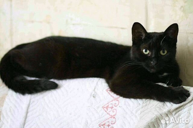 Кошечка Черника