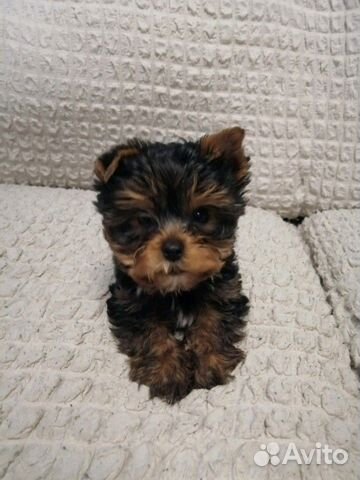 Жизнерадостный, весёлый щенок йорик, д. р. 15.07.1