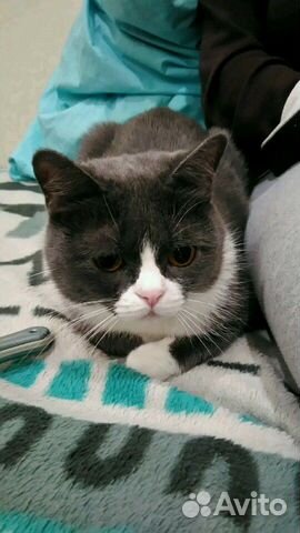 Кошка 3 года