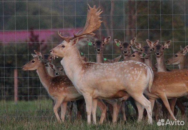 Европейская Лань для разведения