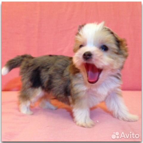 Мерле йорк мальчики голубоглазые и кареглазые