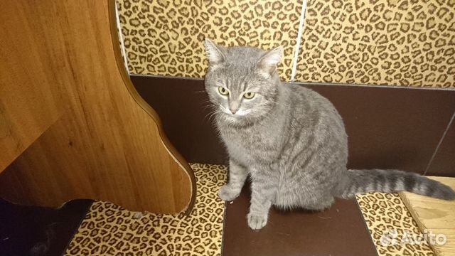 Отдам красивого толстого кота