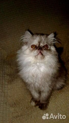 Котенок-персидский -девочка-3 мес