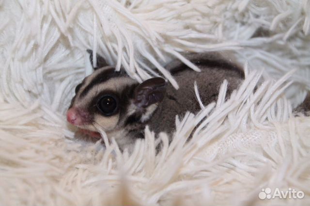 Сахарный поссум