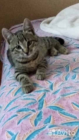 Ищем добрые ручки