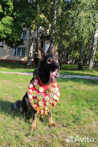 Щенки рабочего разведения