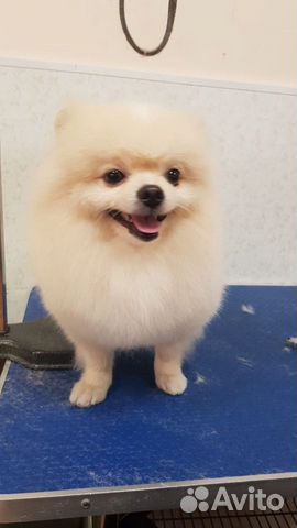 Шпиц Федька приглашает девочку