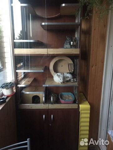 Витрина с шиншиллами + большая клетка