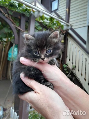 Котёнок-найдёныш мальчик в добрые руки
