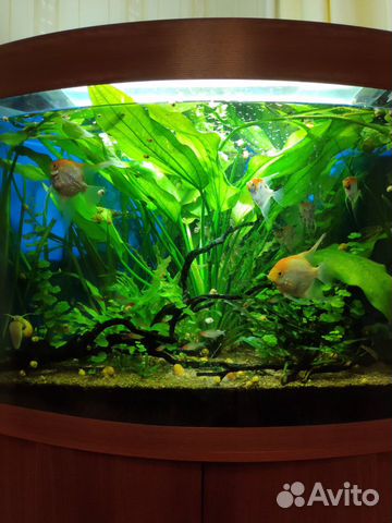 Эхинодорус огромный куст