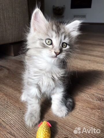 Котёнок в добрые руки