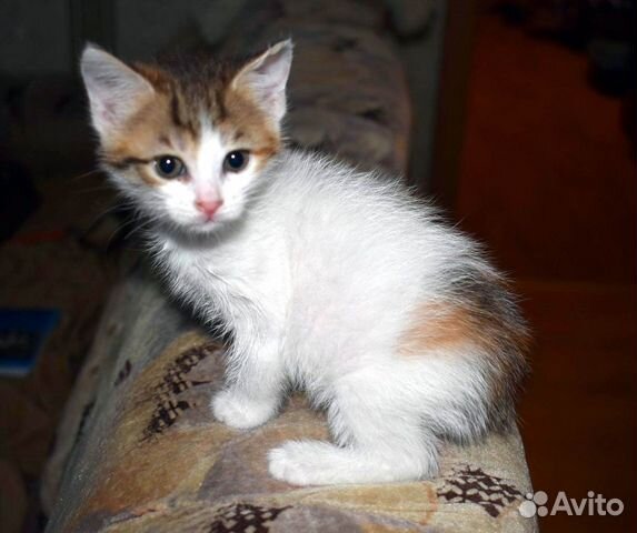 Матрешка ищет дом