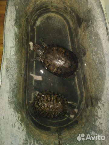 Отдам в хорошие руки 2 красноухих черепах с ними т