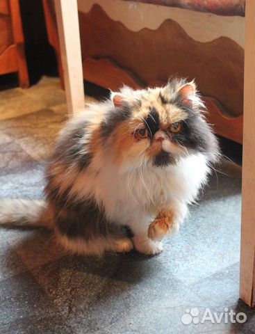 Перс кошка Плюша