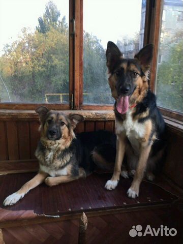 Собаки (метисы овчарки) в будку/вольер и добрые ру