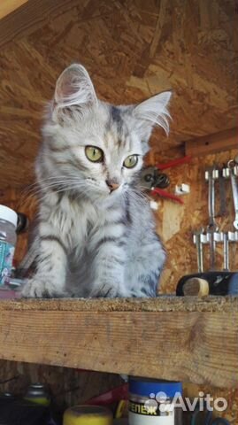 Красавице Алисе очень нужен дом