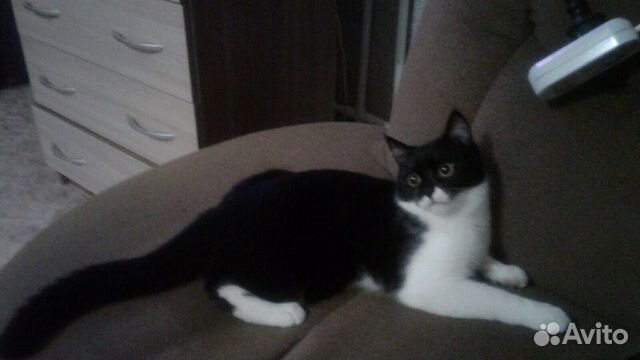 Кот