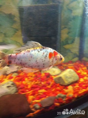 Рыбки Комета (Шубункин)