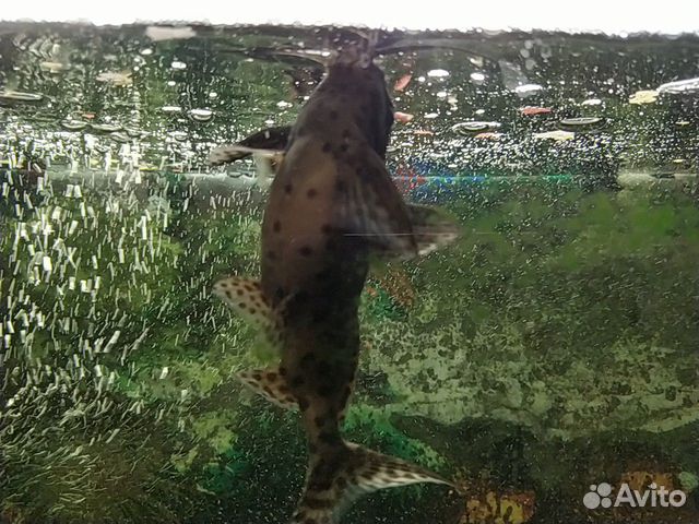 Украшение для аквариума