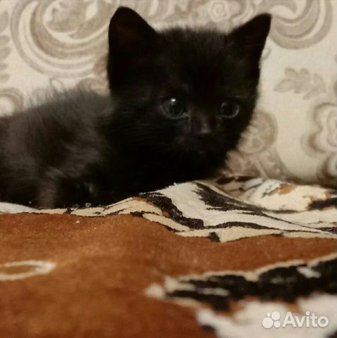Мулаточка