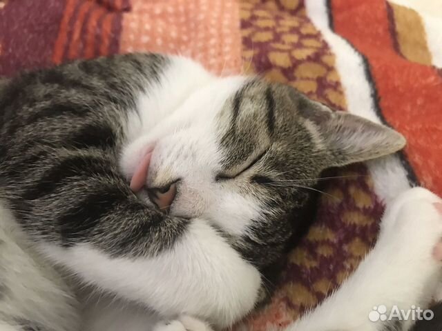 Успокаивающие котята)